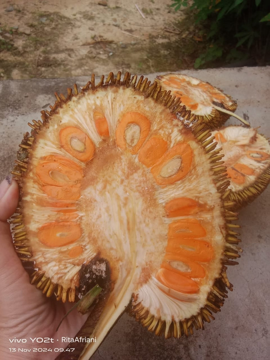 Anderson Tropicals - Tropical Fruit/Plant Seeds & Seedlings! – AT Shipping