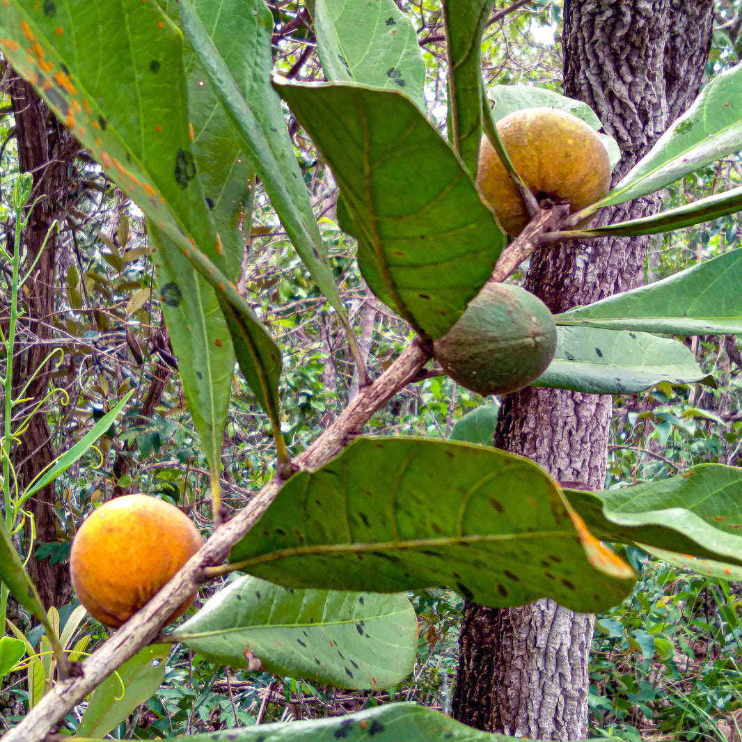 New Species Added! – AT Shipping