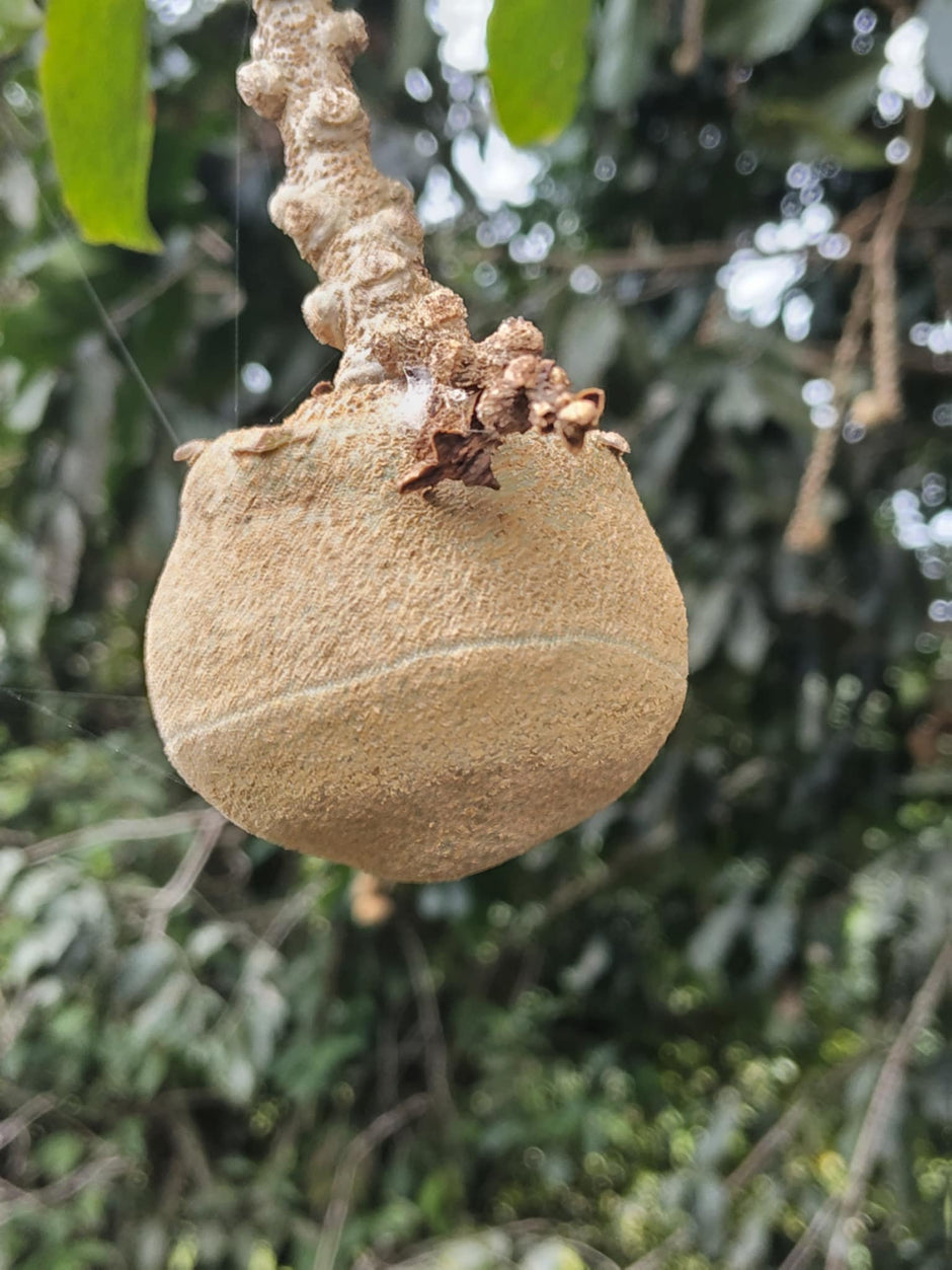 Other – AT Shipping