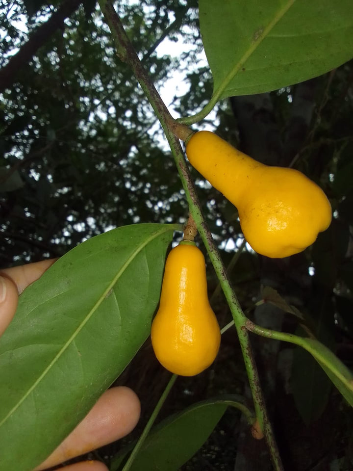 Other – AT Shipping