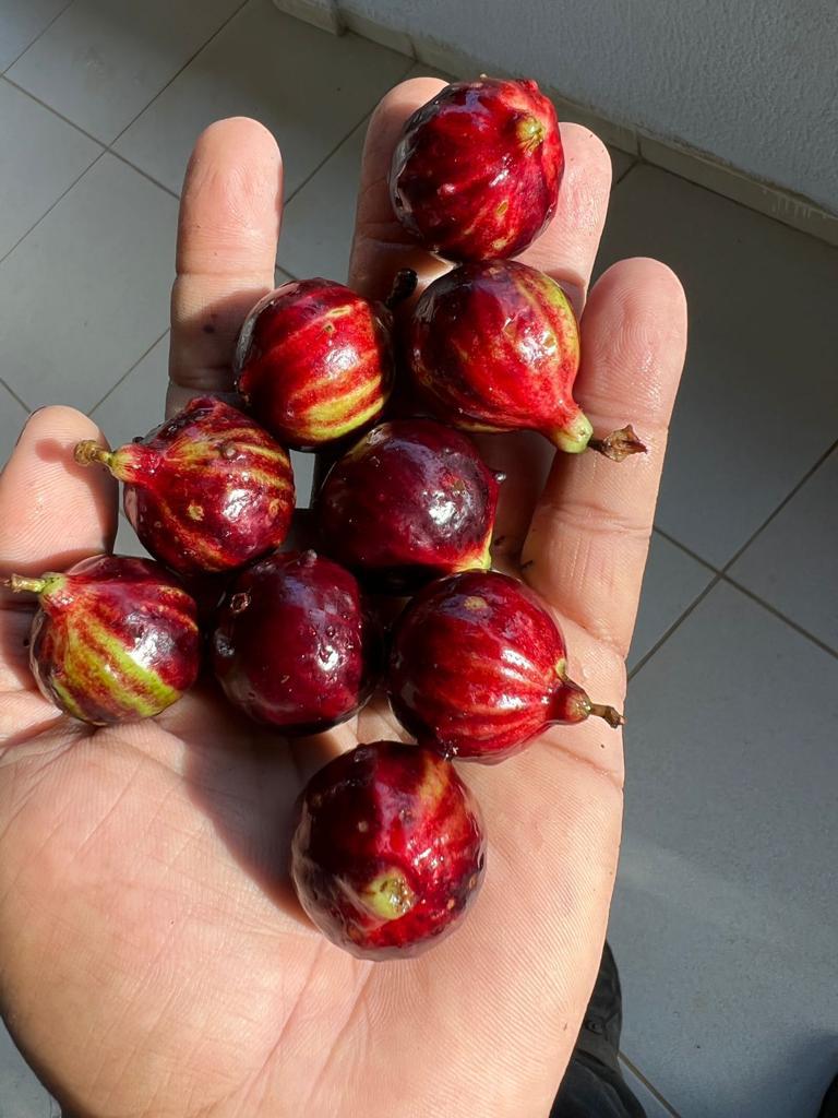 Plinia sp. "Costada gigante vermelha" – AT Shipping