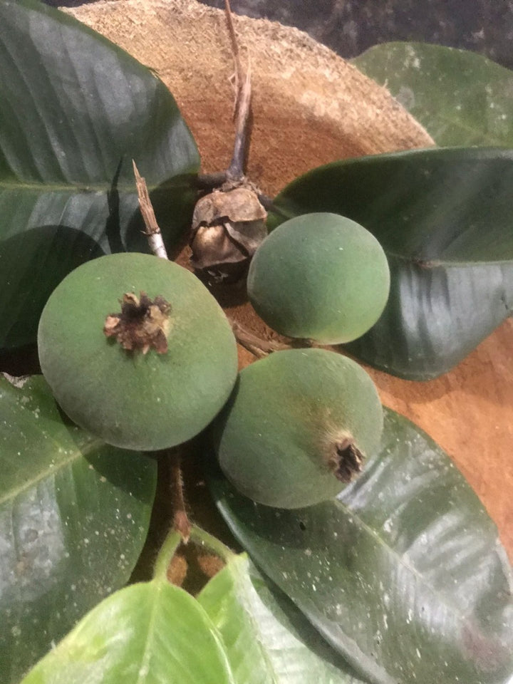 Plinia – AT Shipping