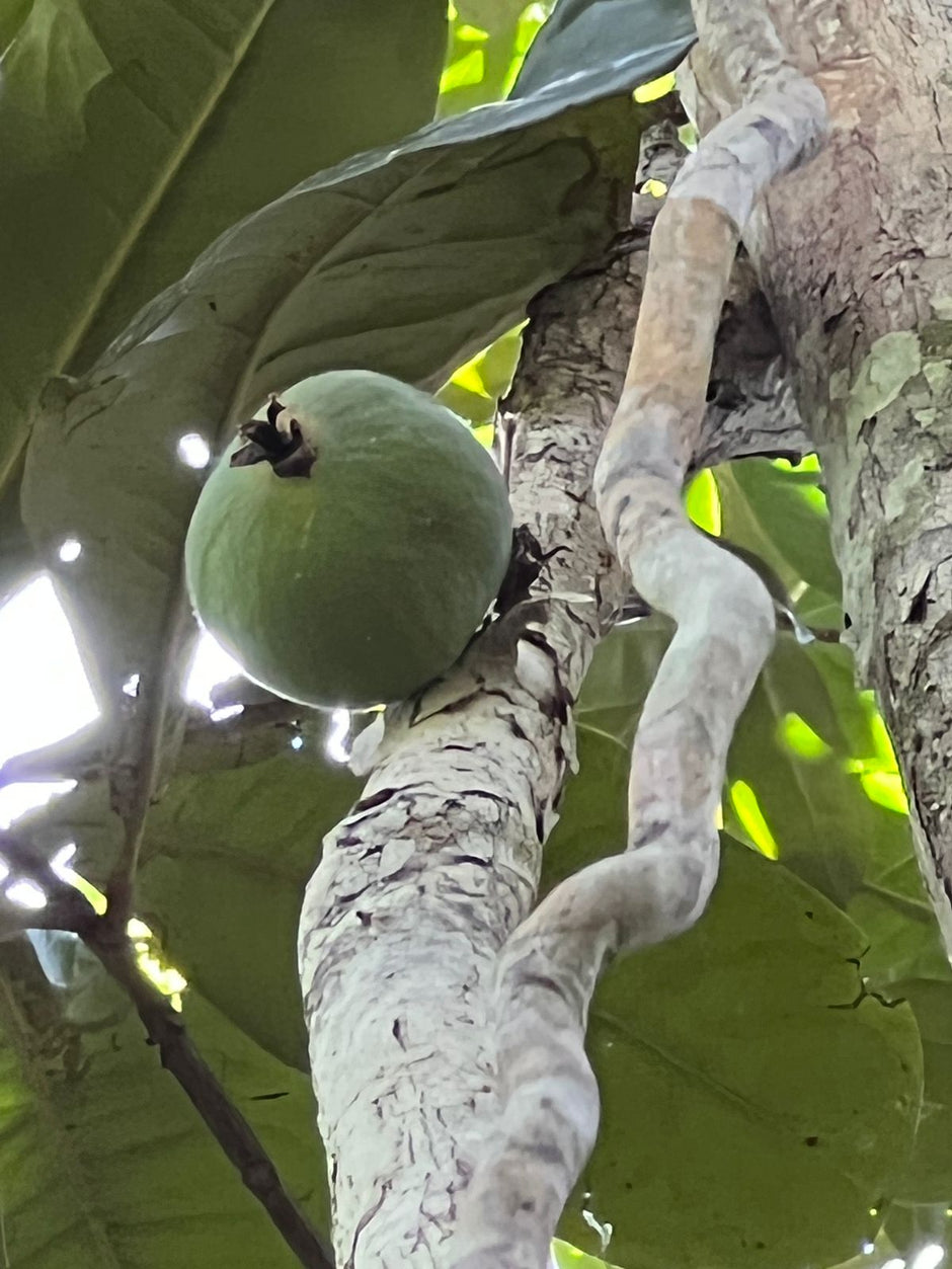 Plinia – AT Shipping