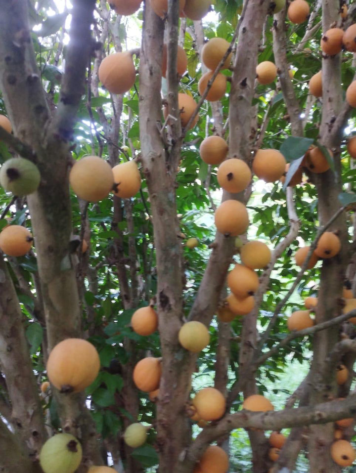 Plinia – AT Shipping