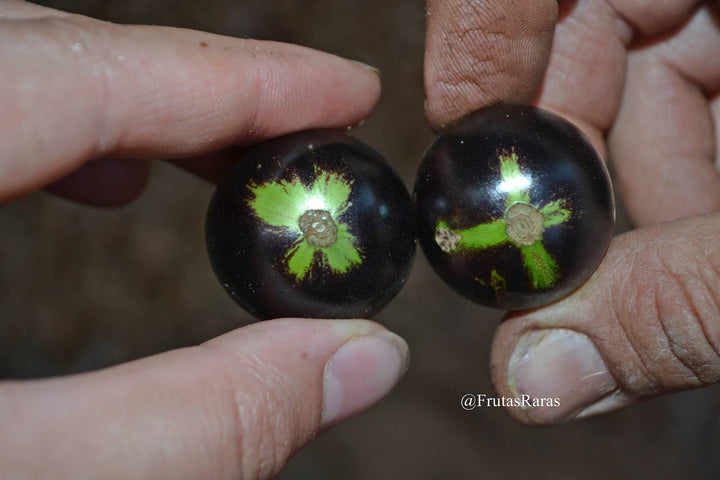 Plinia – AT Shipping