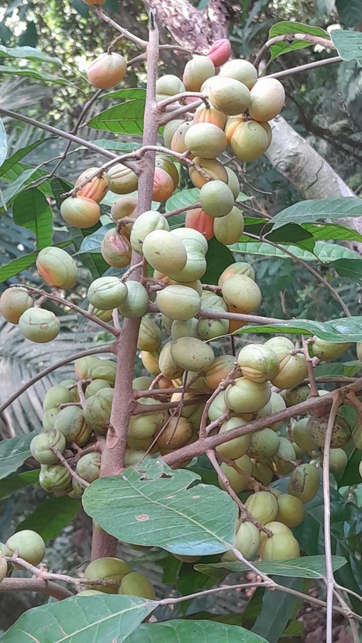 New Species Added! – Page 2 – AT Shipping