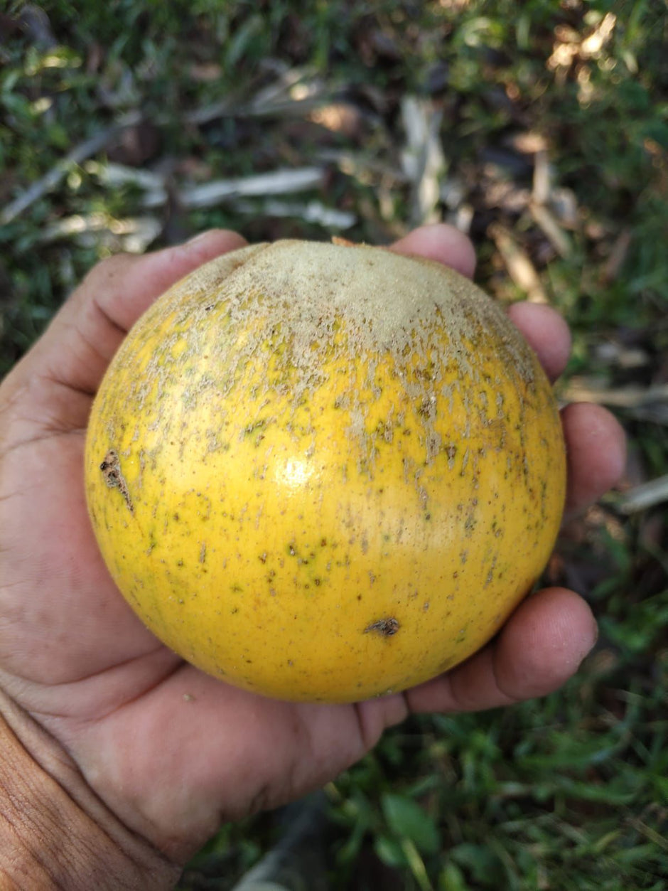 Anderson Tropicals - Tropical Fruit/Plant Seeds & Seedlings! – AT Shipping