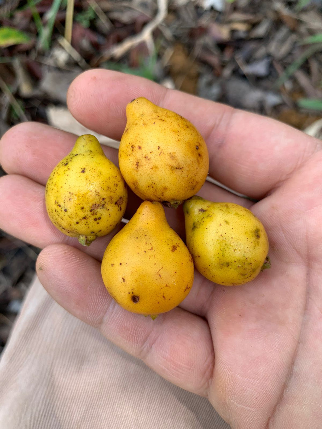 Anderson Tropicals - Tropical Fruit/Plant Seeds & Seedlings! – AT Shipping