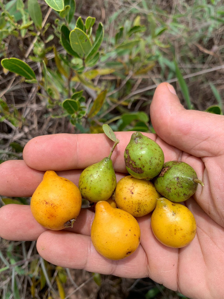 All Seeds – AT Shipping