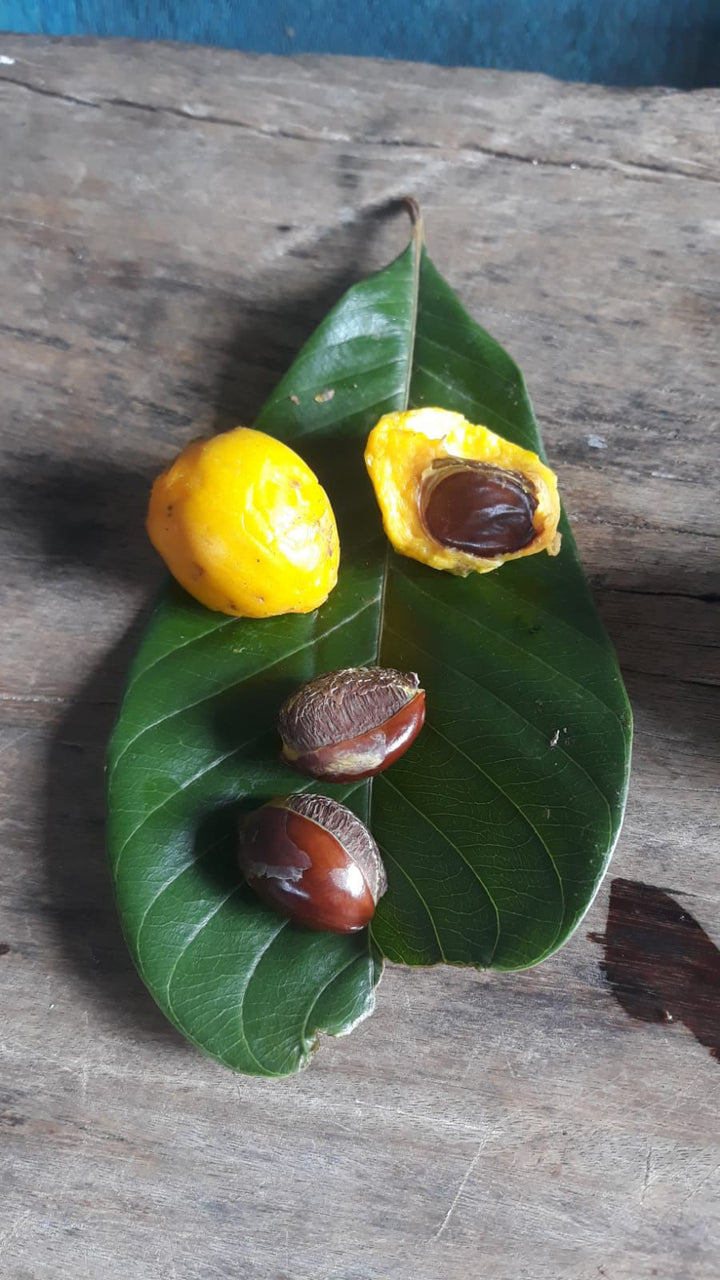 Anderson Tropicals - Tropical Fruit/Plant Seeds & Seedlings! – AT Shipping
