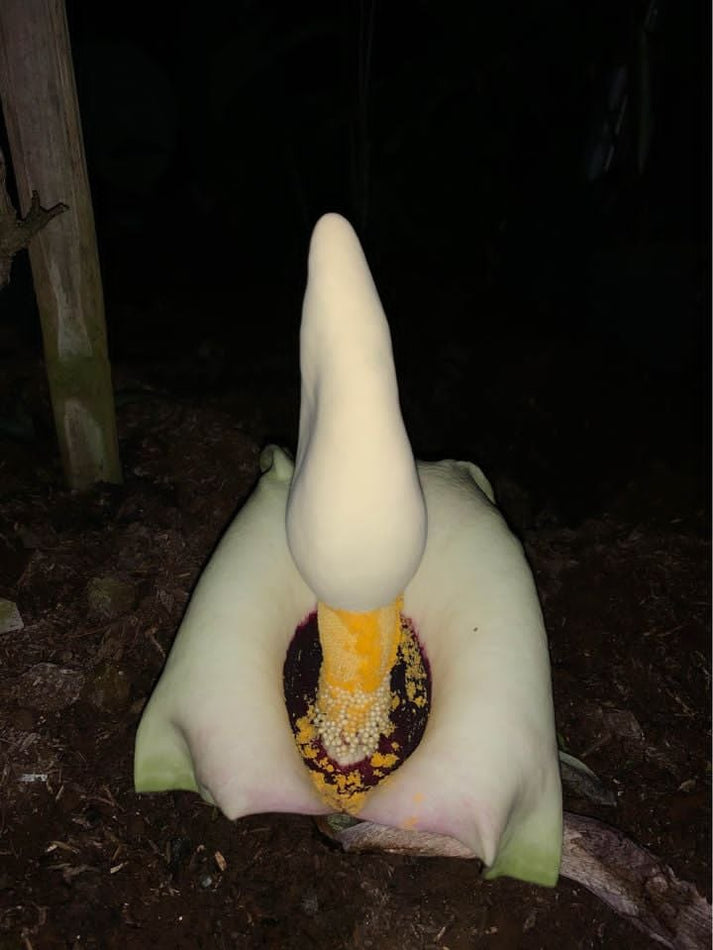 Amorphophallus Titanum "Titan Corpse Flower" Seeds – AT Shipping