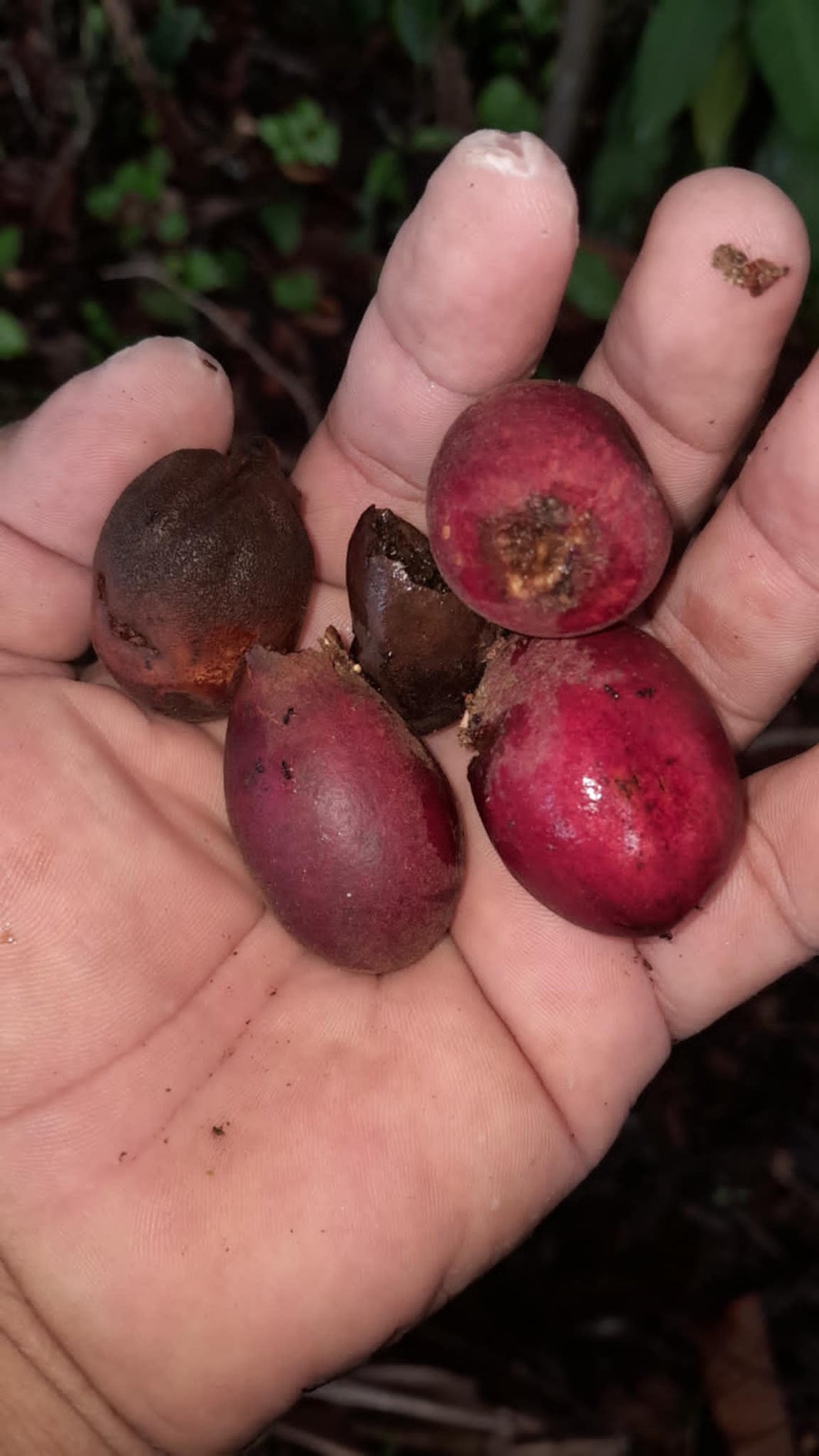 All Seeds – AT Shipping