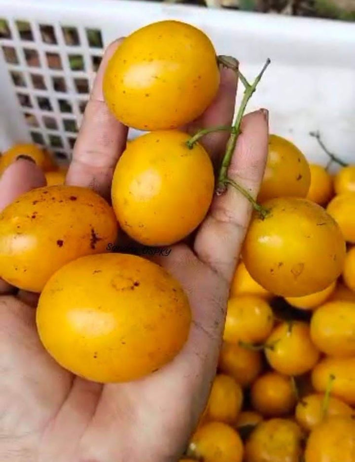 Anderson Tropicals - Tropical Fruit/Plant Seeds & Seedlings! – AT Shipping