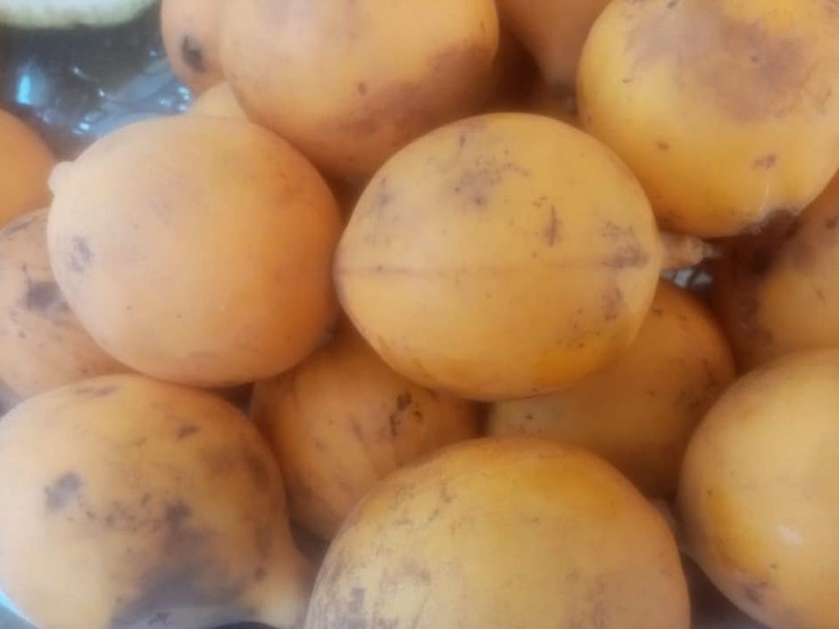 Plinia – AT Shipping