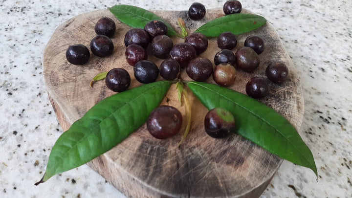 Plinia – AT Shipping