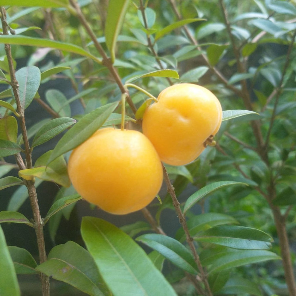 Eugenia Pyriformis "Uvaia" Seeds – AT Shipping