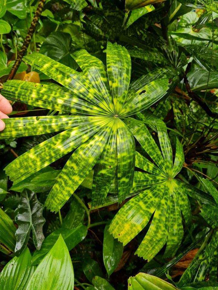 New Species Added! – AT Shipping