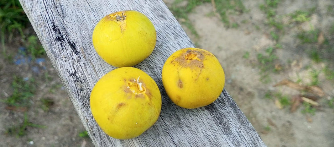 Anderson Tropicals - Tropical Fruit/Plant Seeds & Seedlings! – AT Shipping